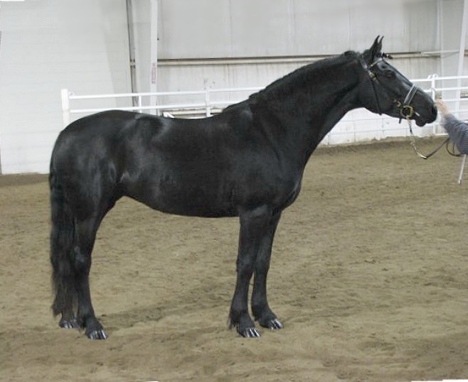 Friesian Heritage & Sporthorse News & Promotions